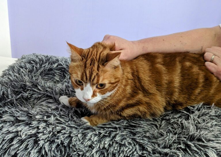 Meet Beluga: The Meme Cat Taking the Internet by Storm - CatNipStation.com