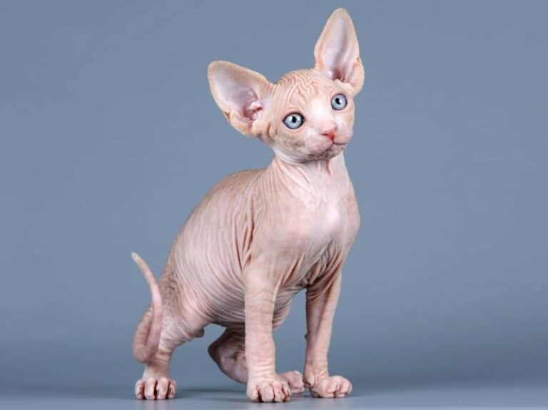 Bingus: The Mystery Behind the Viral Hairless Cat Sensation ...